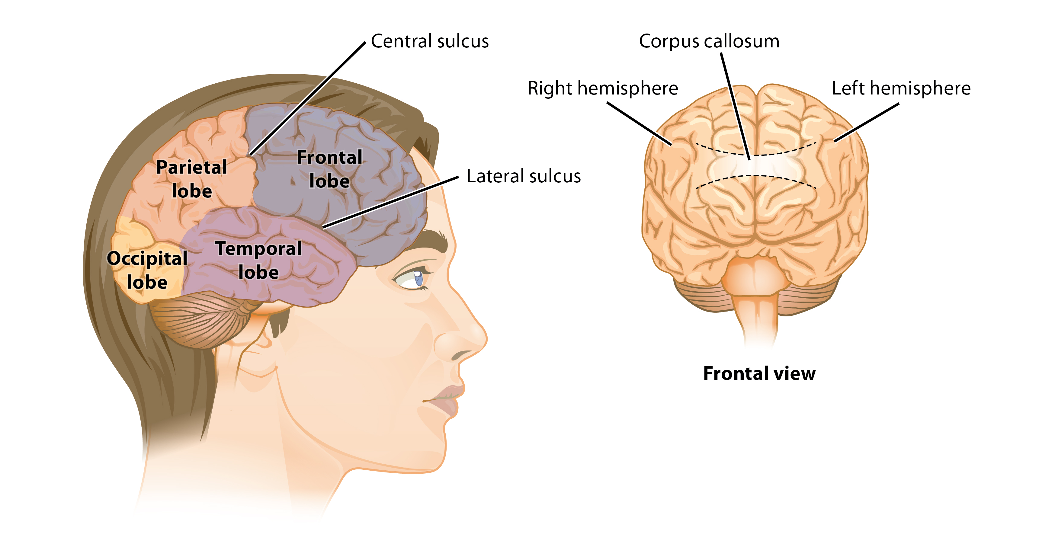 Week 3 - The biology of mind and behavior: The brain in action : 네이버 블로그