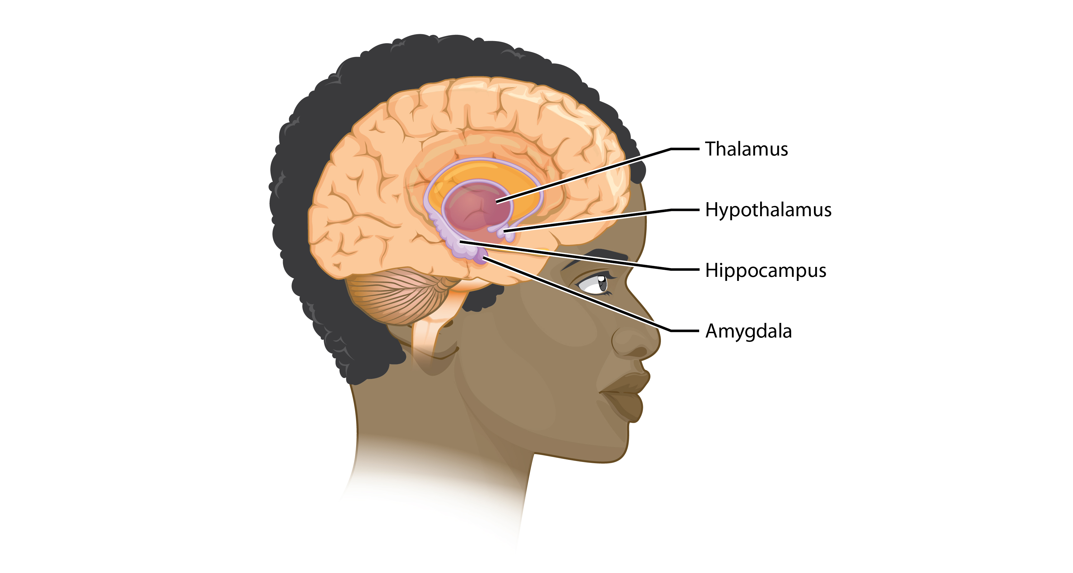 Week 3 - The biology of mind and behavior: The brain in action : 네이버 블로그
